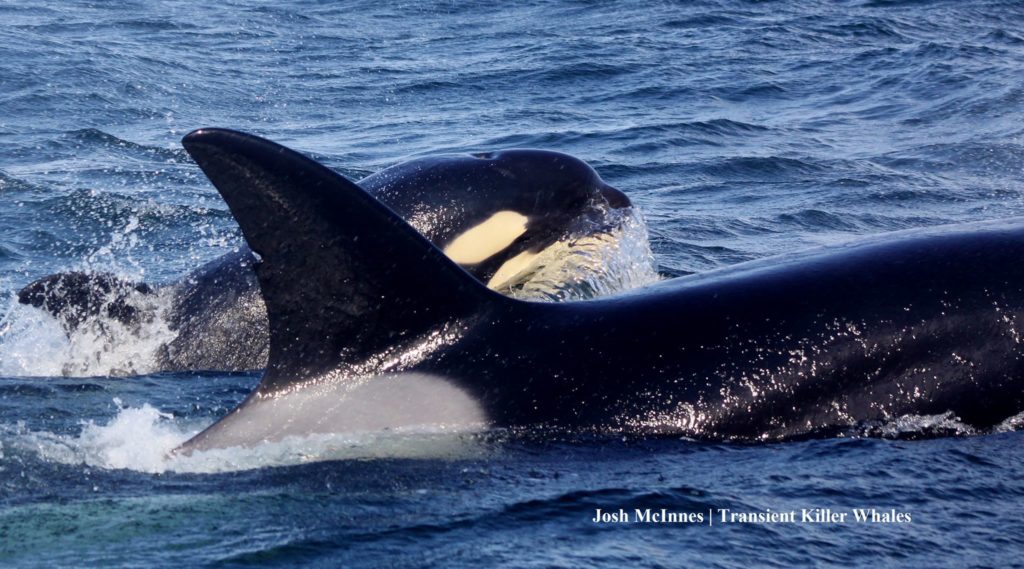 Josh McInnes Shares His Experiences and Research on Mammal-eating ...