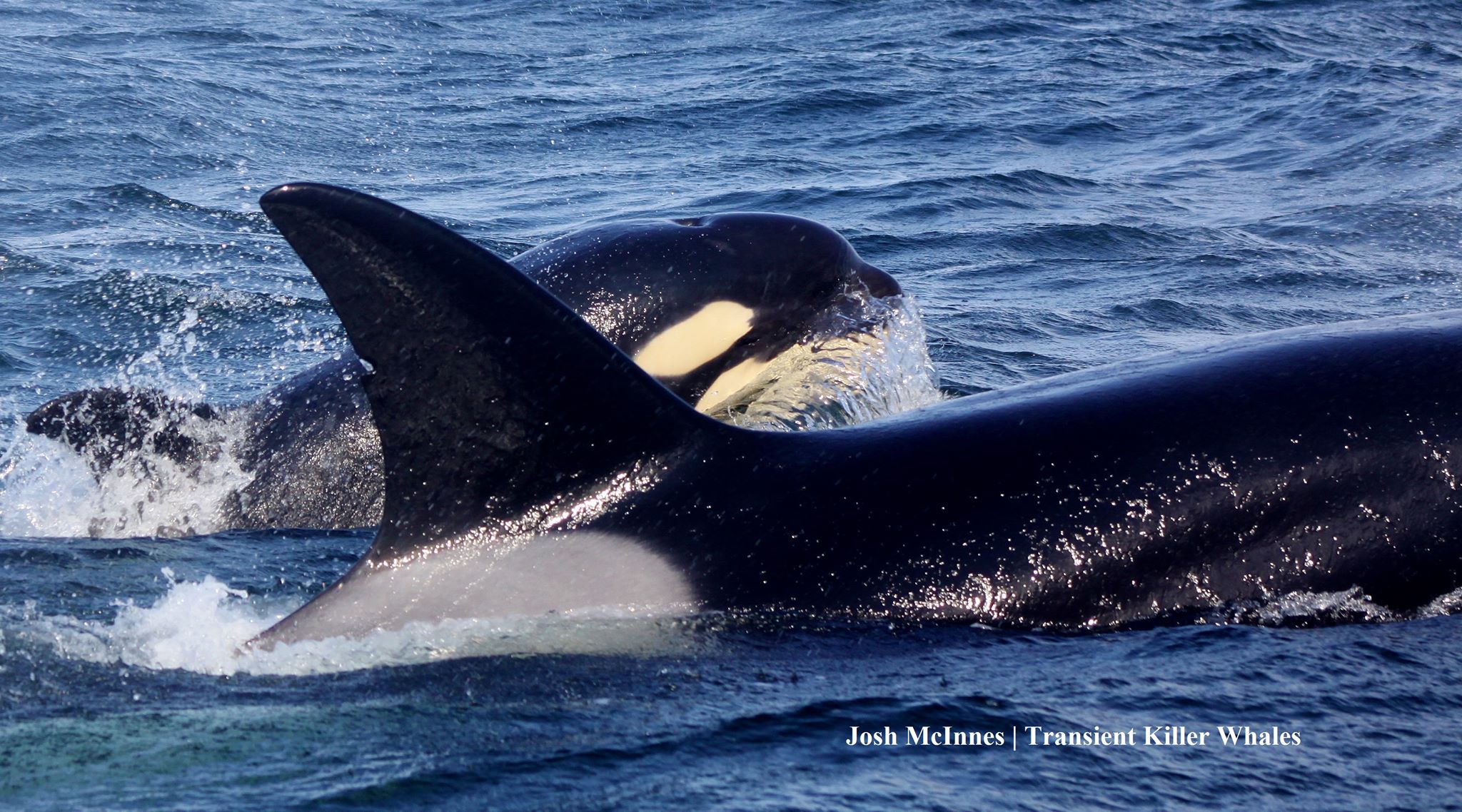 Josh McInnes Shares His Experiences and Research on Mammal-eating ...